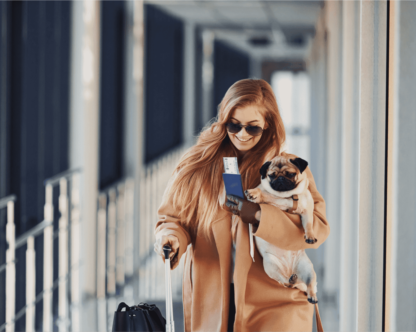 Pet travel: How to Bring your Pet Onboard